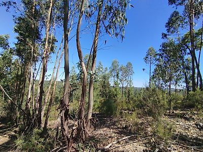 Terreno à venda em Sardoal, Sardoal | RE/MAX Portugal