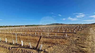 Terreno à venda em Cano, Sousel | RE/MAX Portugal